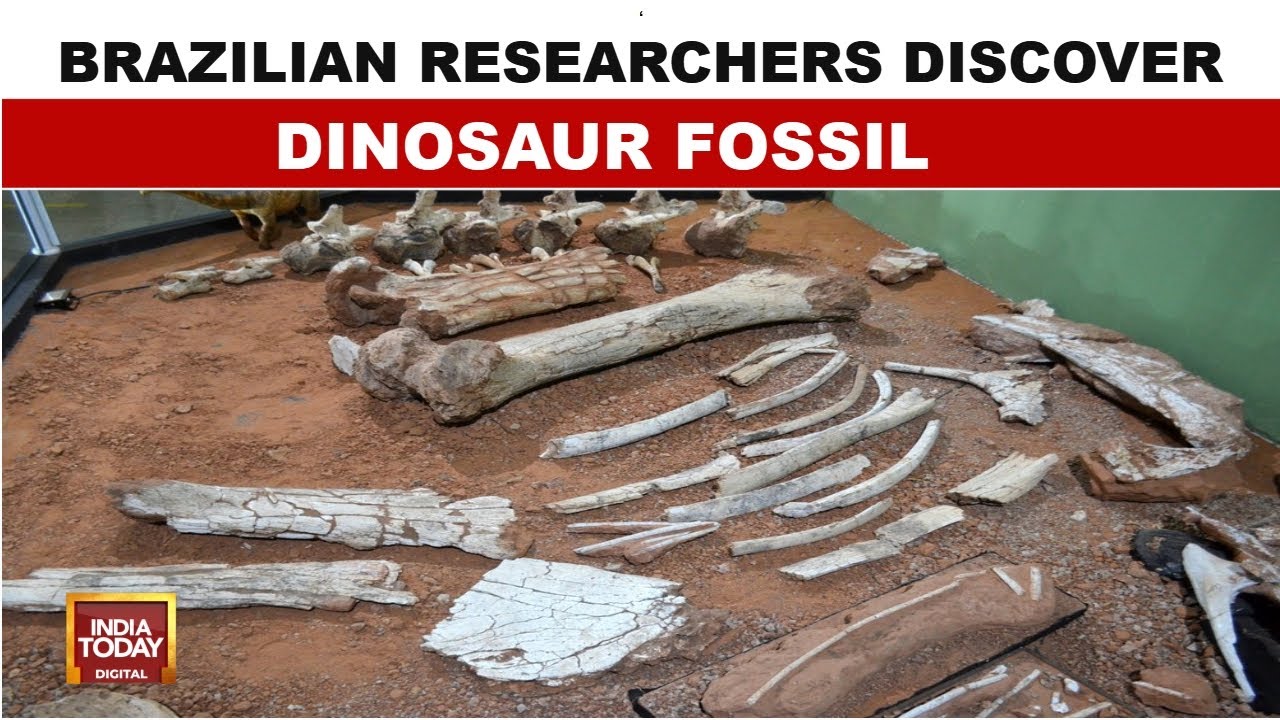 Brazilian Researchers Discover Dinosaur Skeleton After Heavy Rains In ...