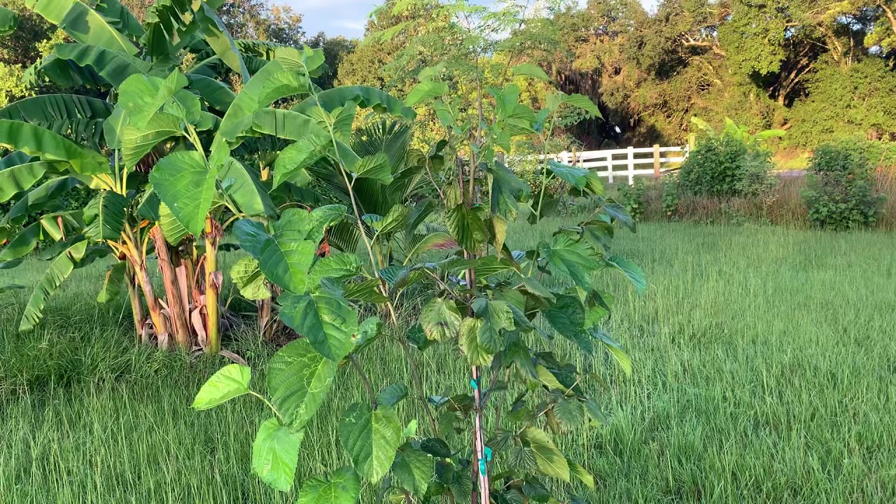 Tice Mulberry Florida Mulberry - YouTube