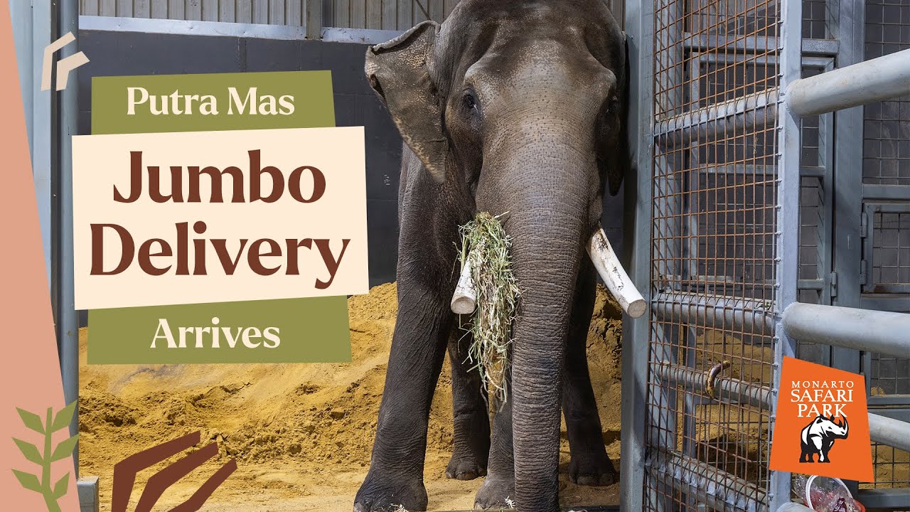 Putra Mas Arrives at Monarto Safari Park | A Historic Moment for ...