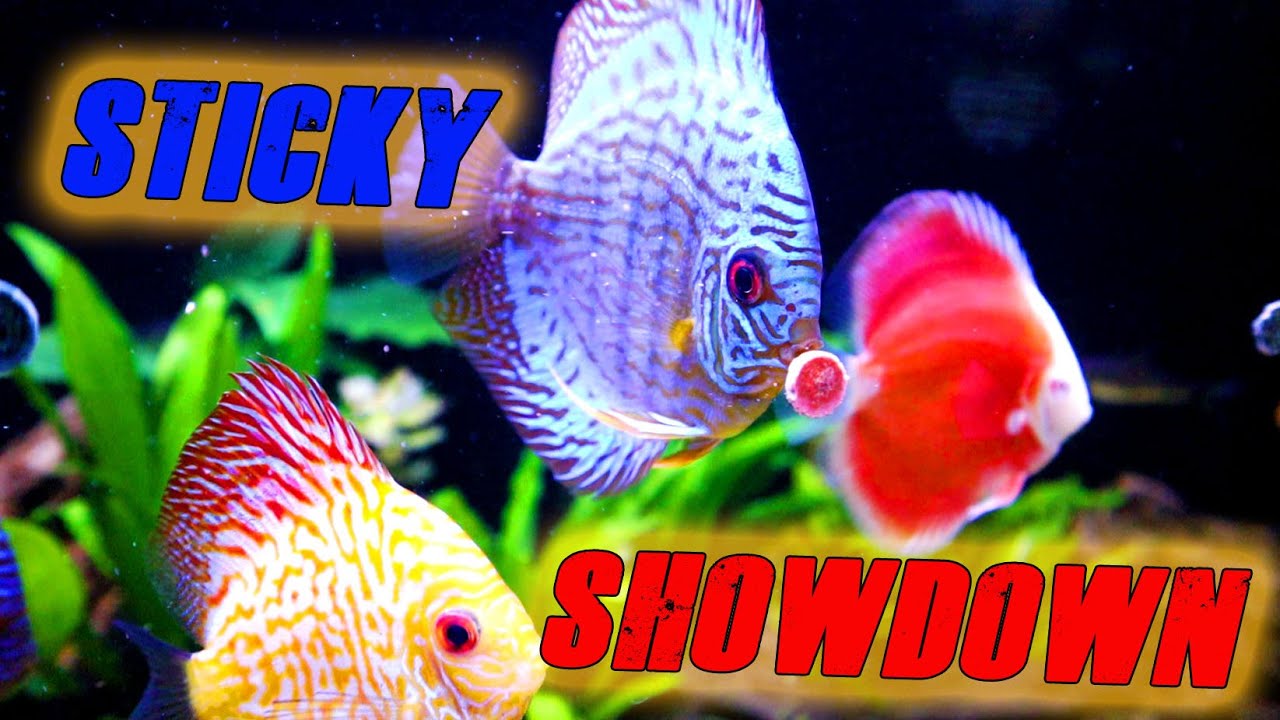 Sticky fish food tips! - YouTube