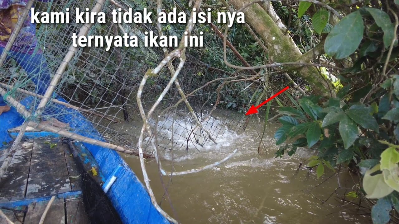 KEMBALI MENGANGKAT JEBAKAN IKAN BESAR DAN JEBAKAN UDANG GALAH - YouTube