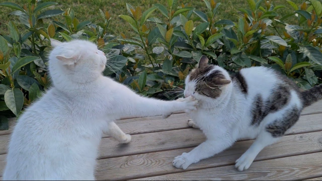 Dozens of cats living in the park Attack each other. - YouTube