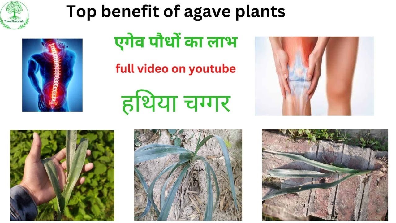 Benefit of agave plant | top oxygen plants in India | best oxygen trees ...