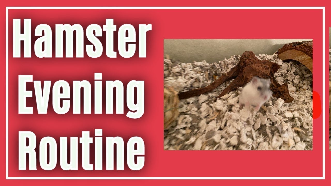 Hamster evening routine - YouTube