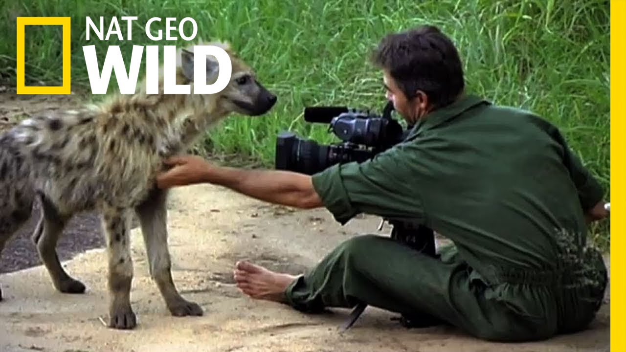 Inside the Hyena Feast | Nat Geo Wild - YouTube