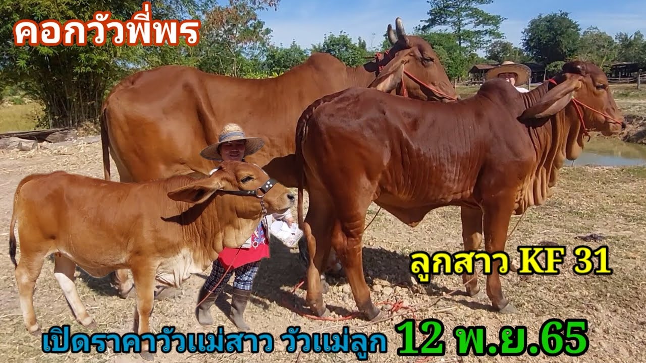 เปิดราคาวัวเเม่ลูก ลูกสาวKF31 (12พ.ย.65)พี่พร บ.สหกรณ์นิคม จ.อำนาจเจริญ ...