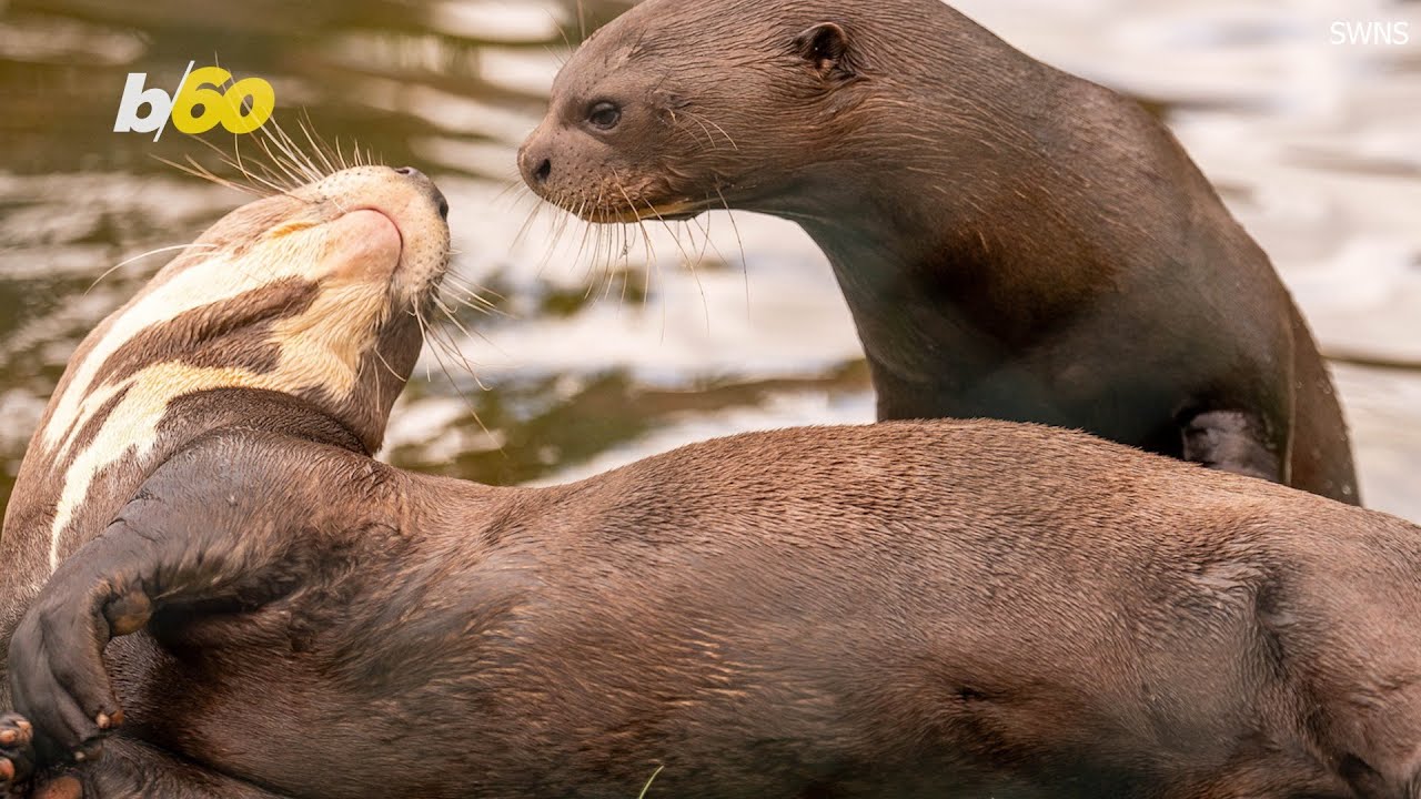Potential Otter Meet-Cute Documented at Chester Zoo in England - YouTube