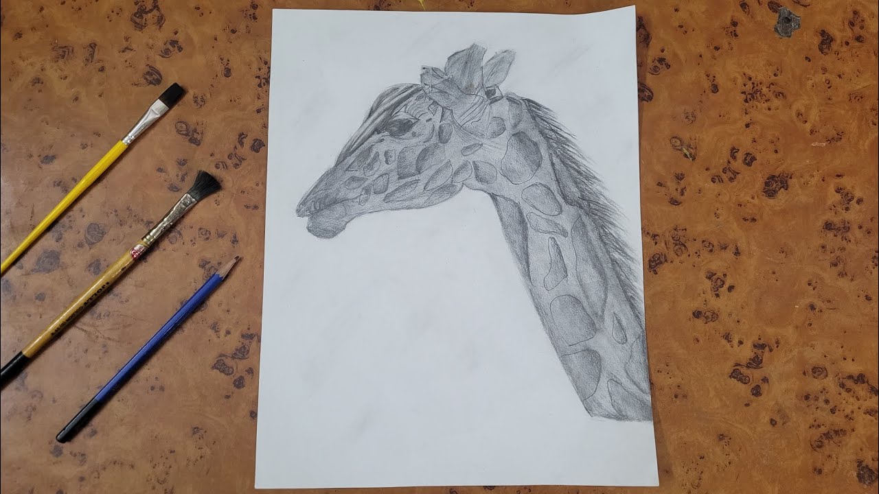 JIRAF DRAWING ,BLACK AND WHITE DRAWING, - YouTube