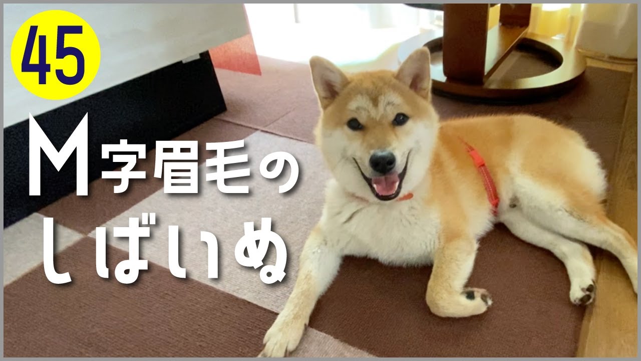 【柴犬・子犬】M字眉毛が出はじめた柴犬がかわいい_#045 | Shiba Inu with M-shaped eyebrows is ...