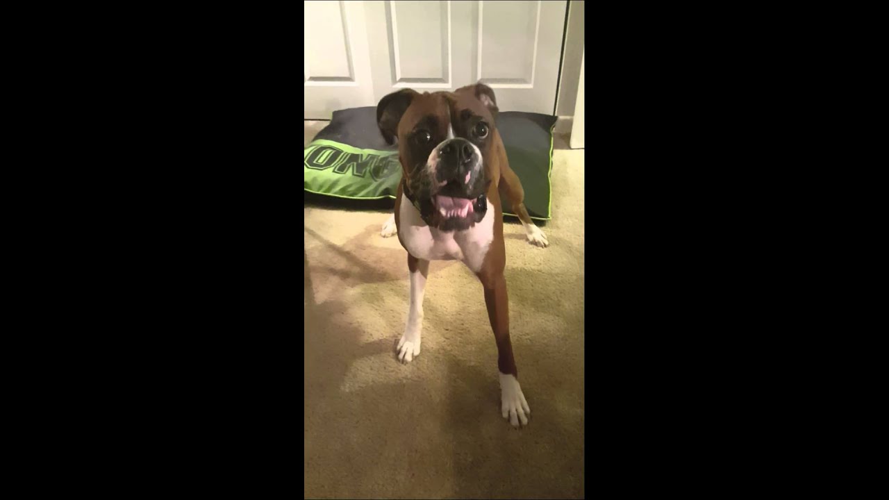 Boxer dog gets mad at owner for not playing - YouTube