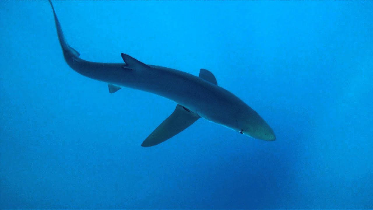 Blauhaie ~ Blue sharks - YouTube