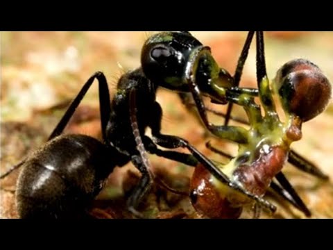 EXPLODİNG ANTS - YouTube