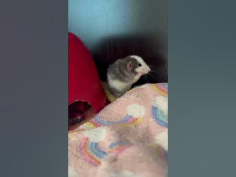 Dwarf Rat Cleans Her Whiskers - YouTube