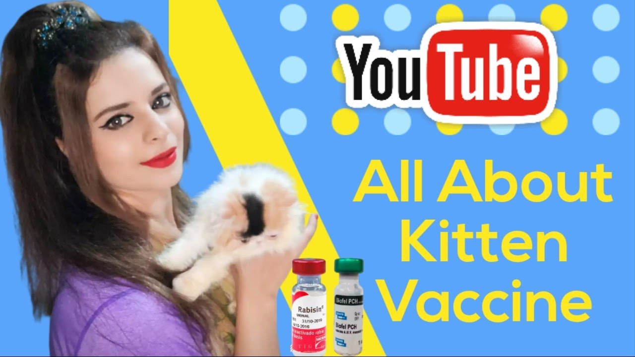 Kitten Core Vaccination | How To Vaccine At home | Biofel & Nobivac ...