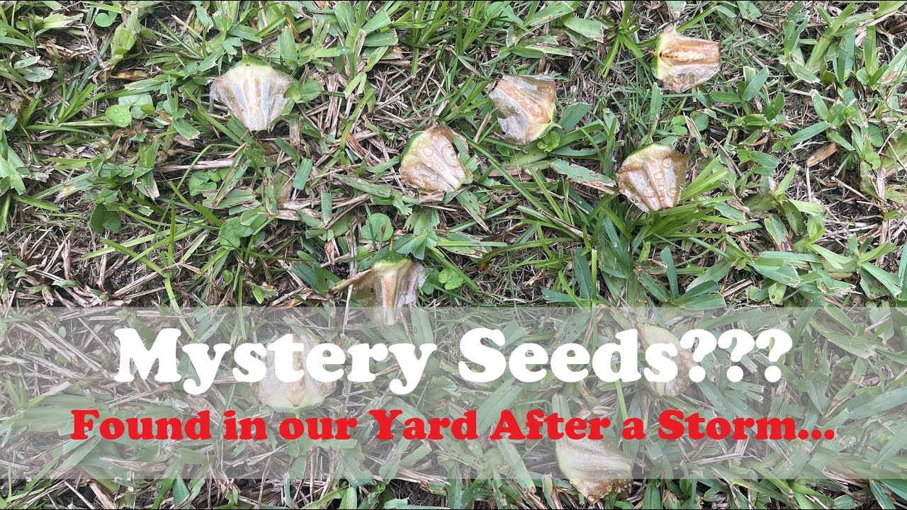 Mystery Seeds Found in Our Yard After a Storm??? - YouTube