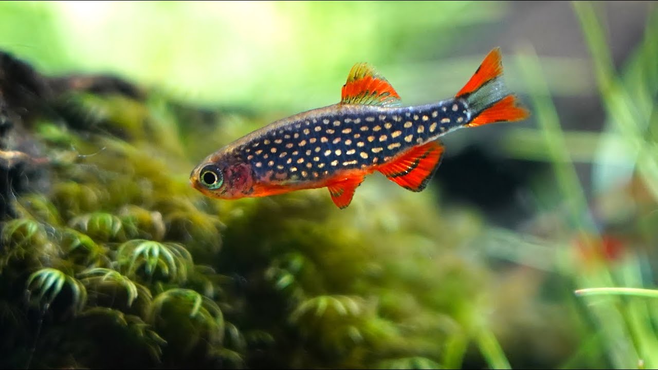 Rasbora galaxy : un poisson idéal pour les nano aquariums ! - YouTube