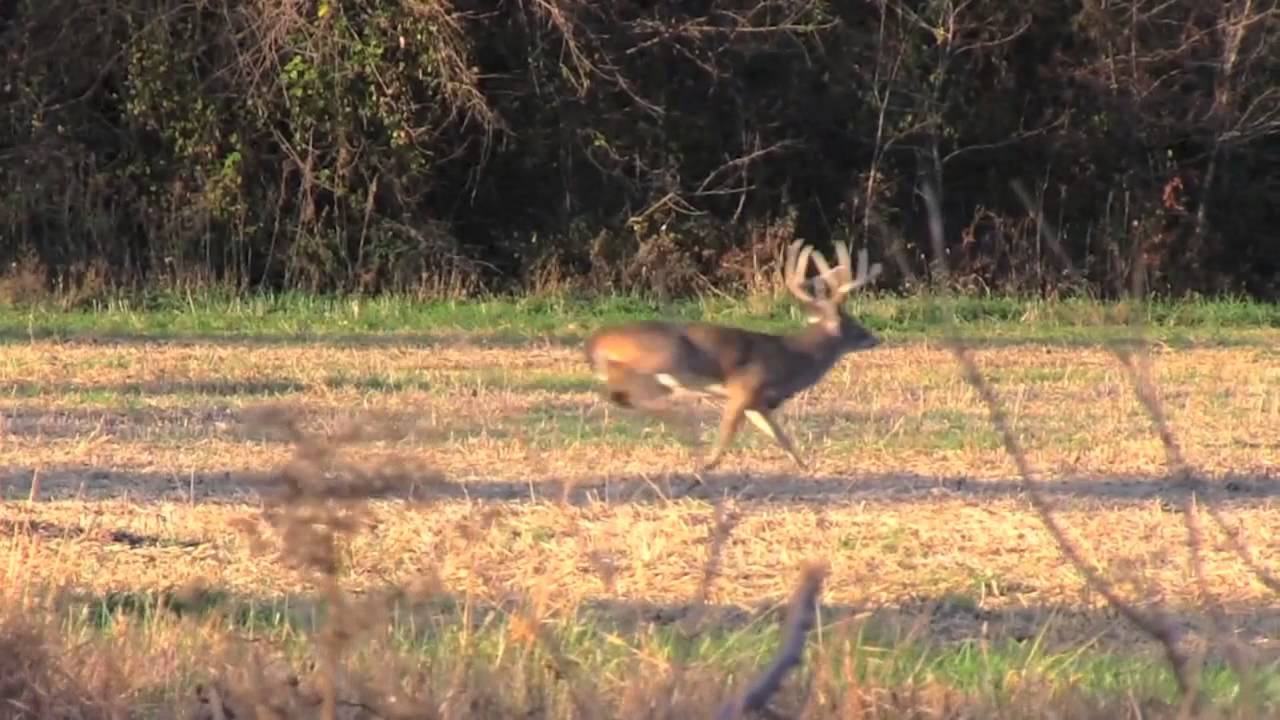 Missouri Monster - YouTube