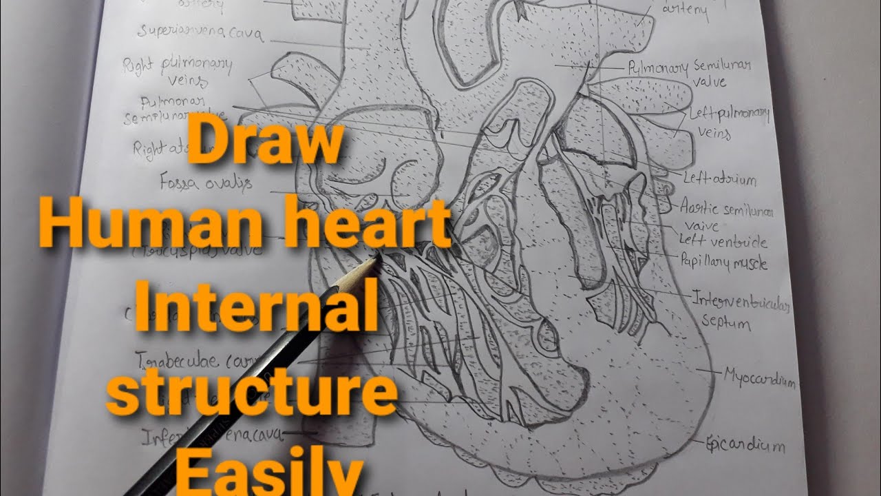 How to draw Human heart 🧡: Internal structure //very easy way ...