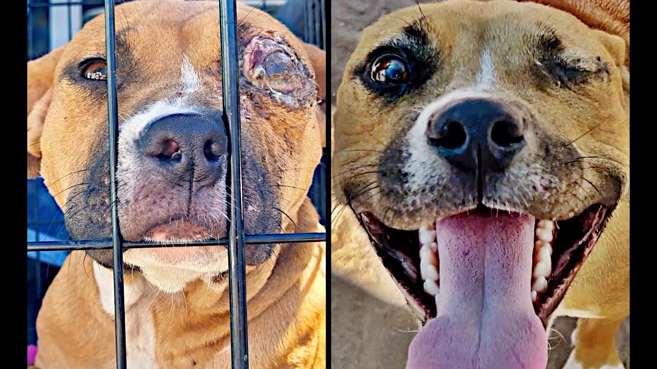 Injured Pit Bull Can't Stop Smiling Now! - YouTube