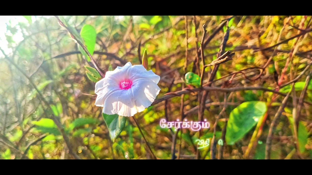 nacharal photo lyrics videos 🖤🖤🎼🎶🎶🎶 - YouTube