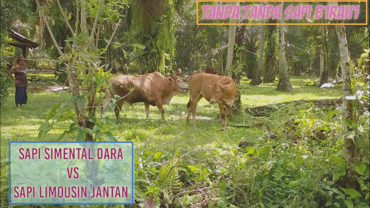 tanda tanda sapi b1rah1 atau m1ntak4win [ peternak sapi harus tau ...