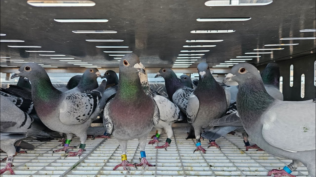 Liberating pigeons Booligal to sydney CCF - YouTube