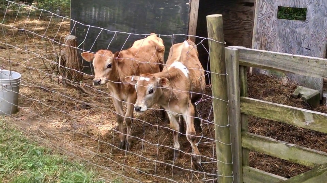 Mini-Barn for a Mini-Farm Part One - YouTube