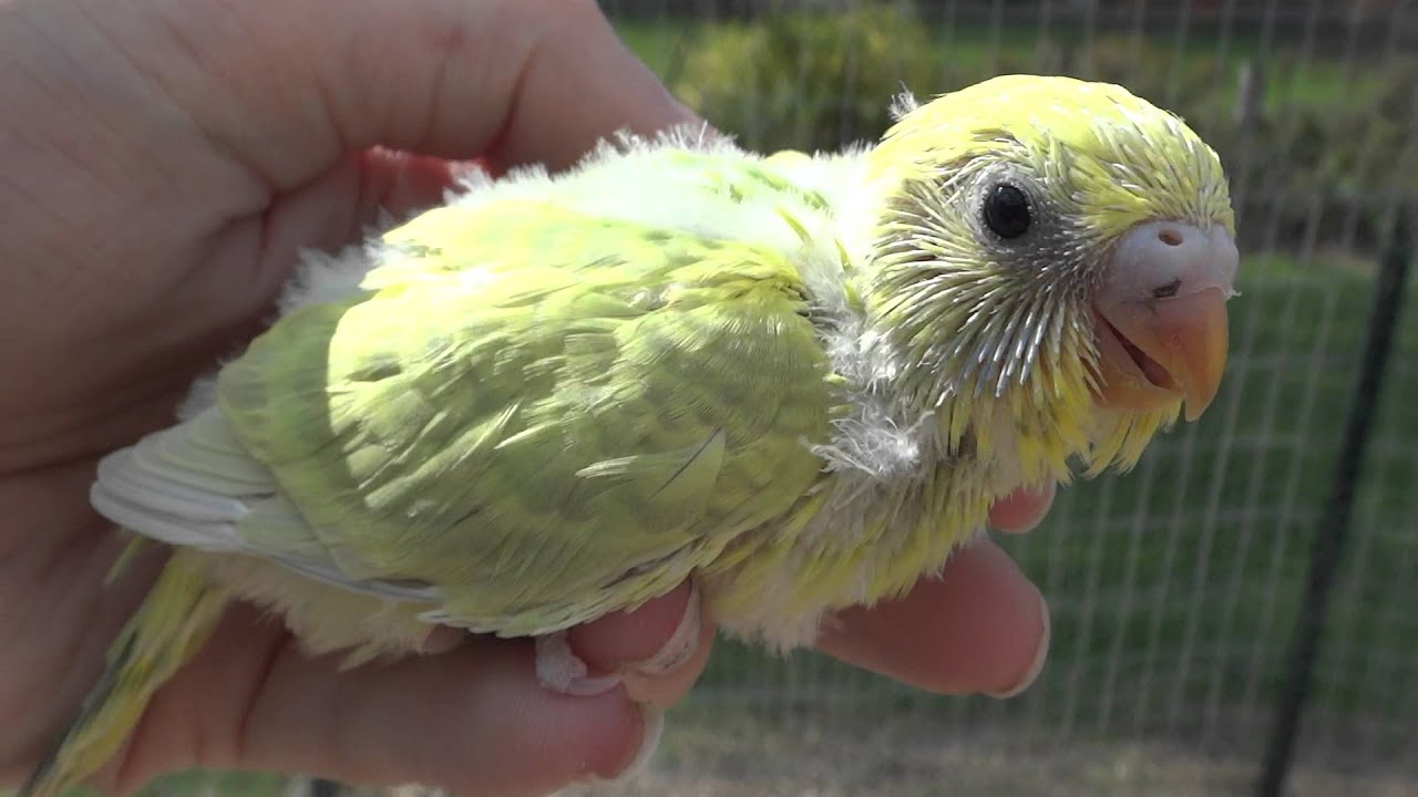 Light Green Grey Wing Budgie/Parakeet Chick - YouTube