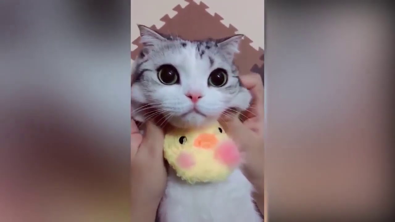 Tiktok cute CATS funny video compilation 2019 - YouTube