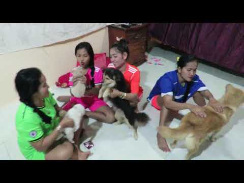 Amazing Beautiful Girl Playing With Dog Smart & Funny Dog# 36