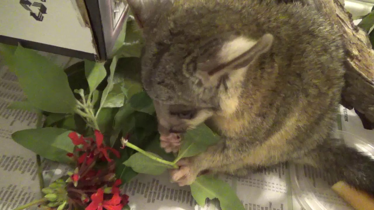 Растем! Малыш Опоссум Добби. Baby Possum is Growing! - YouTube
