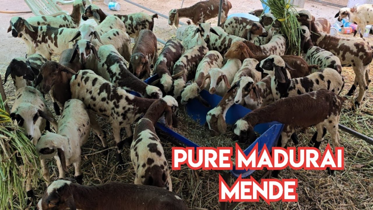 Pure Madurai mende available in Hyderabad at KGN Sheep farm | madurai ...