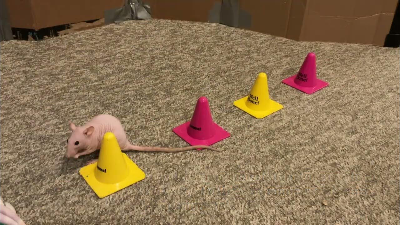 My hairless rat Tofu learning to combine weaves and fetch! - YouTube