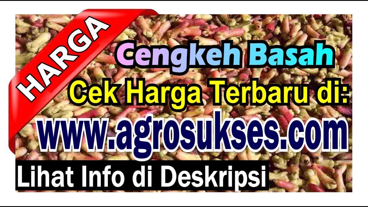 |Update 2022| Daftar Harga Terbaru Cengkeh Basah (Rp) + Daftar Pembeli ...