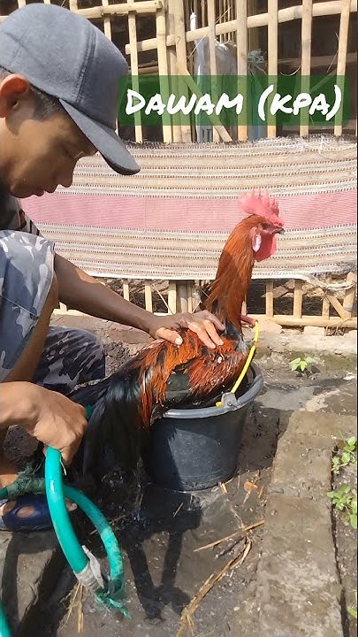 ayam pelung (cara merawat ayam pelung) - YouTube