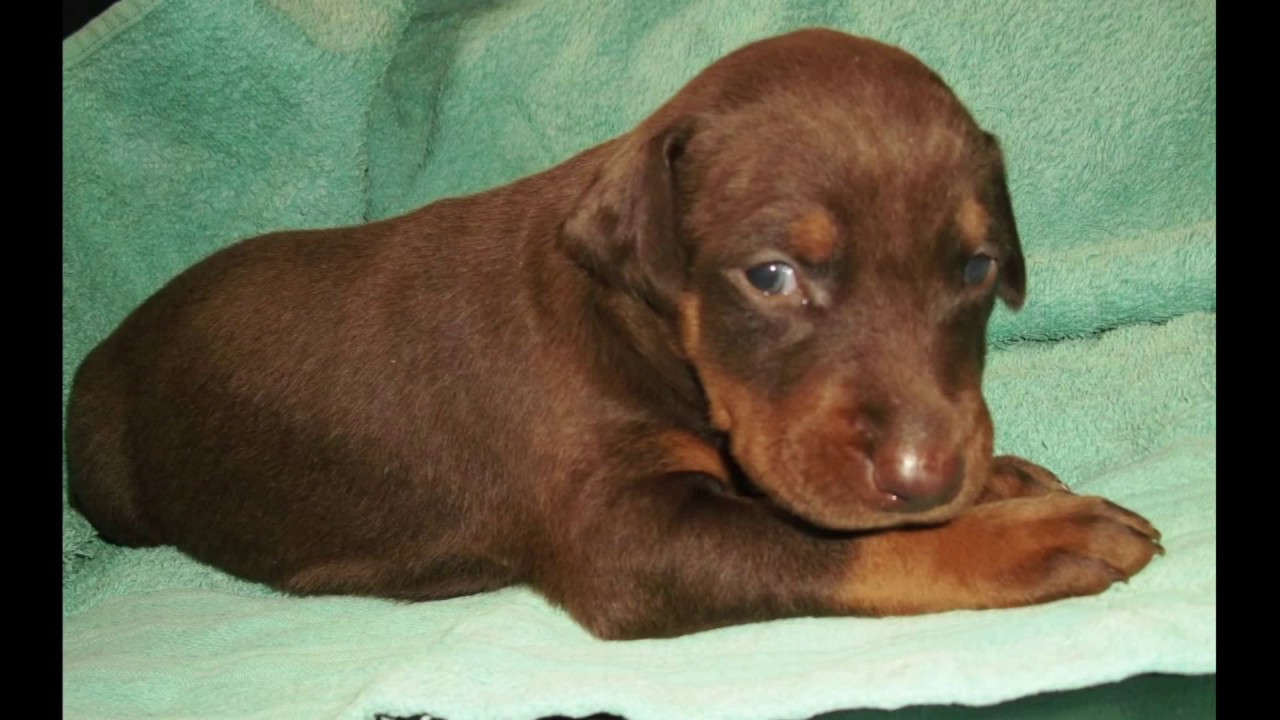 Cute Pictures of adorable Doberman puppies - YouTube