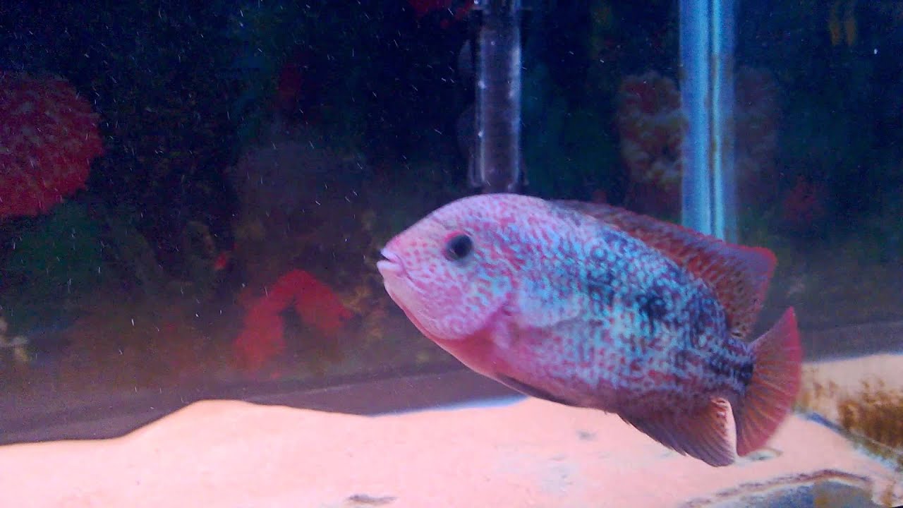 Red spot vieja x Red Syn Hybrid 12/1/2013 - YouTube