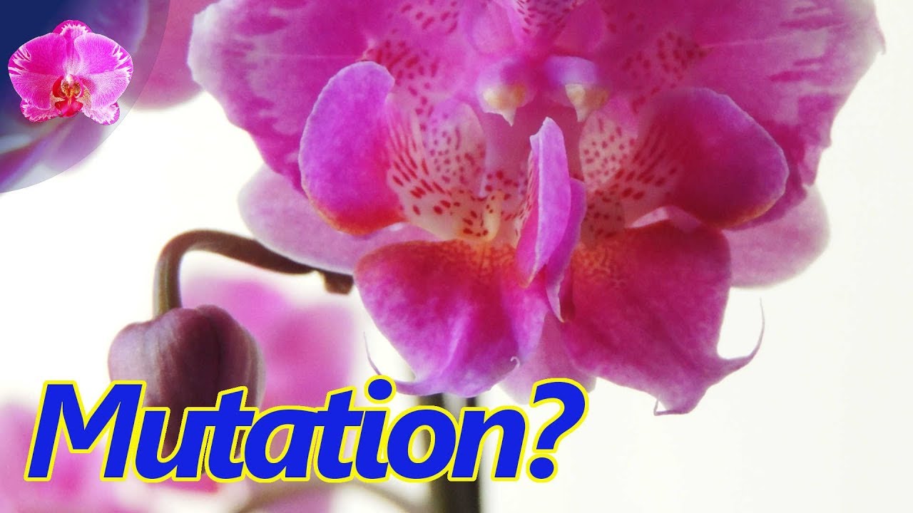 Orchid mutation or defomed flowers? - YouTube