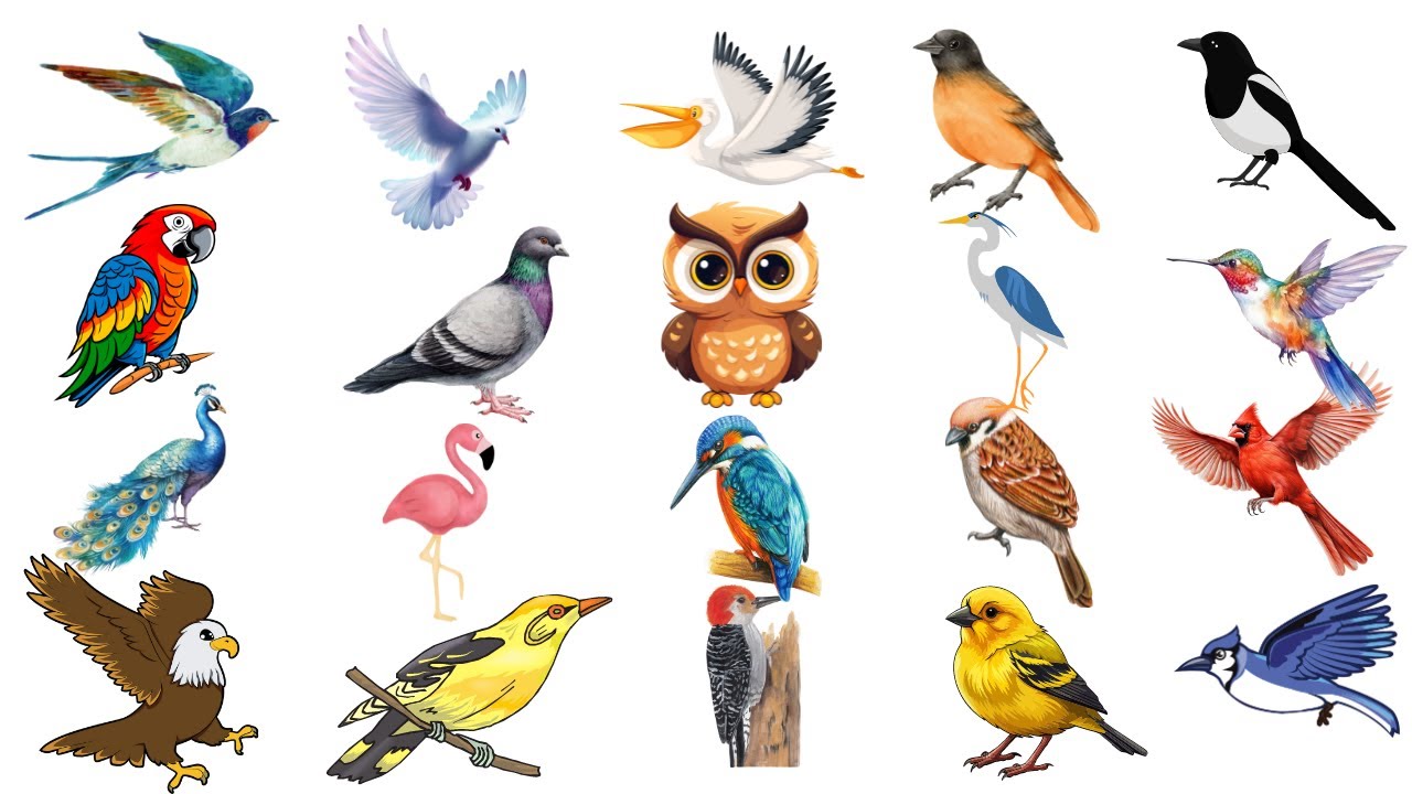 Birds for Kids: Fun Facts and Amazing Bird Videos! - YouTube