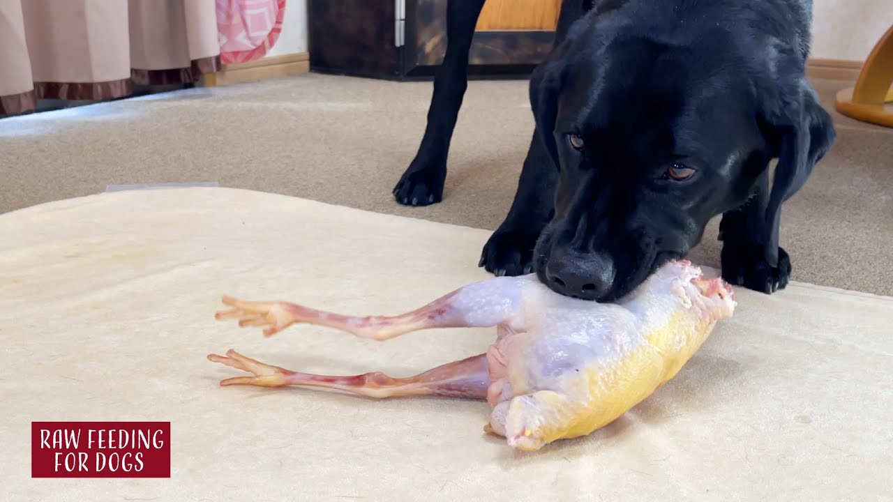 【ASMR】 Dogs eating Raw Meats/whole raw chicken - YouTube