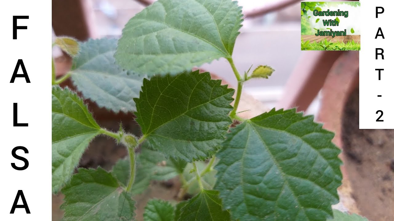 How To Grow Falsa/Phalsa From Seed Part-2 With Transplant - YouTube