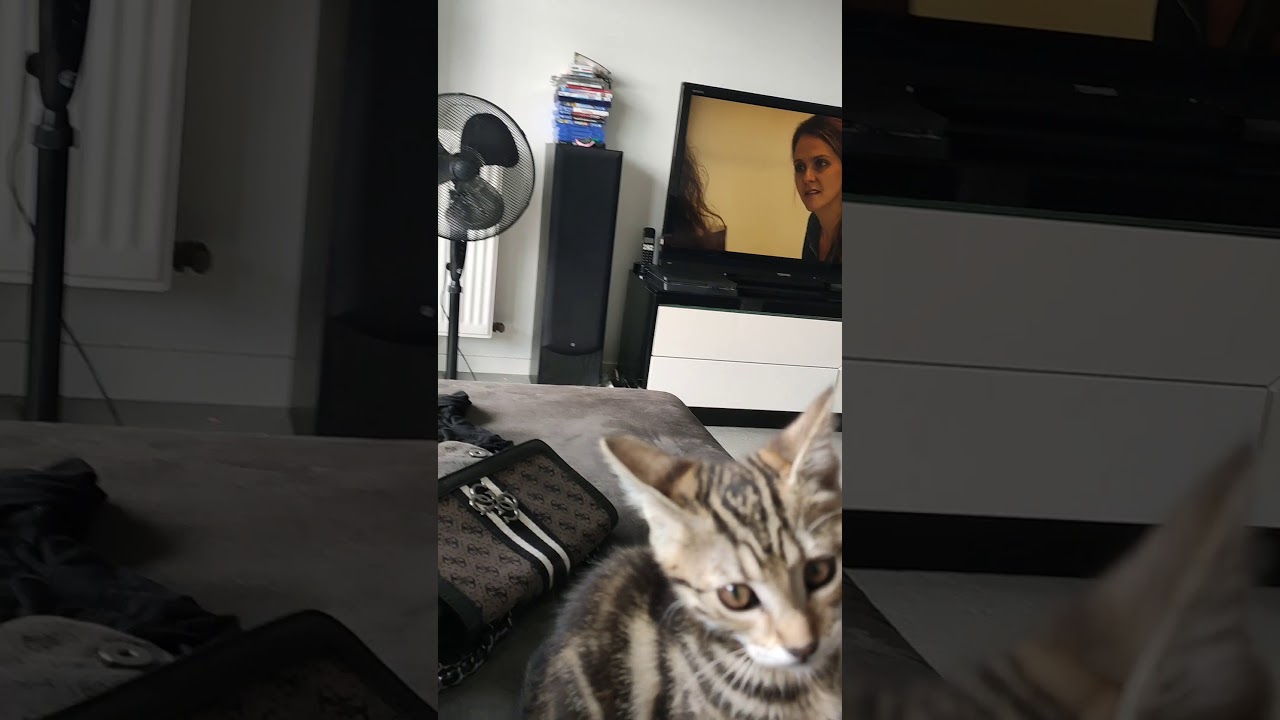 Chat marrant insolent - YouTube