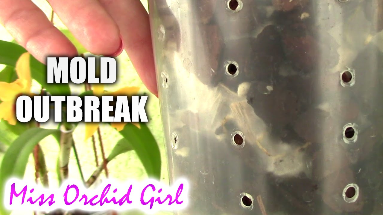 How not to repot an orchid - mold outbreak - YouTube