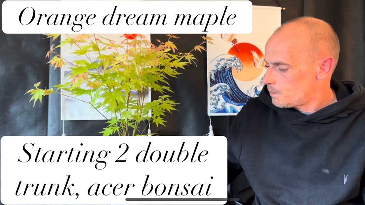 Creating 2 double trunk, Acer, bonsai trees @Bonsaicrazy - YouTube