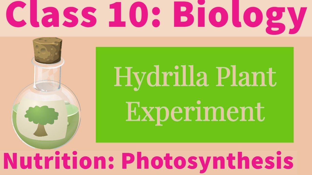 Class 10 Biology-Nutrition-Activity 3-Hydrilla plant experiment - YouTube