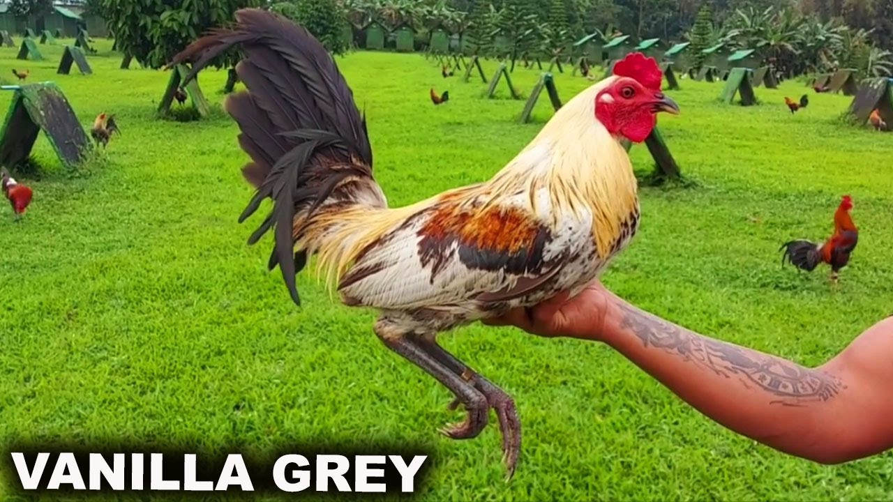 Vanilla Grey GSP CLAVERIA FARM Galen Pacturan Big Farm In The ...