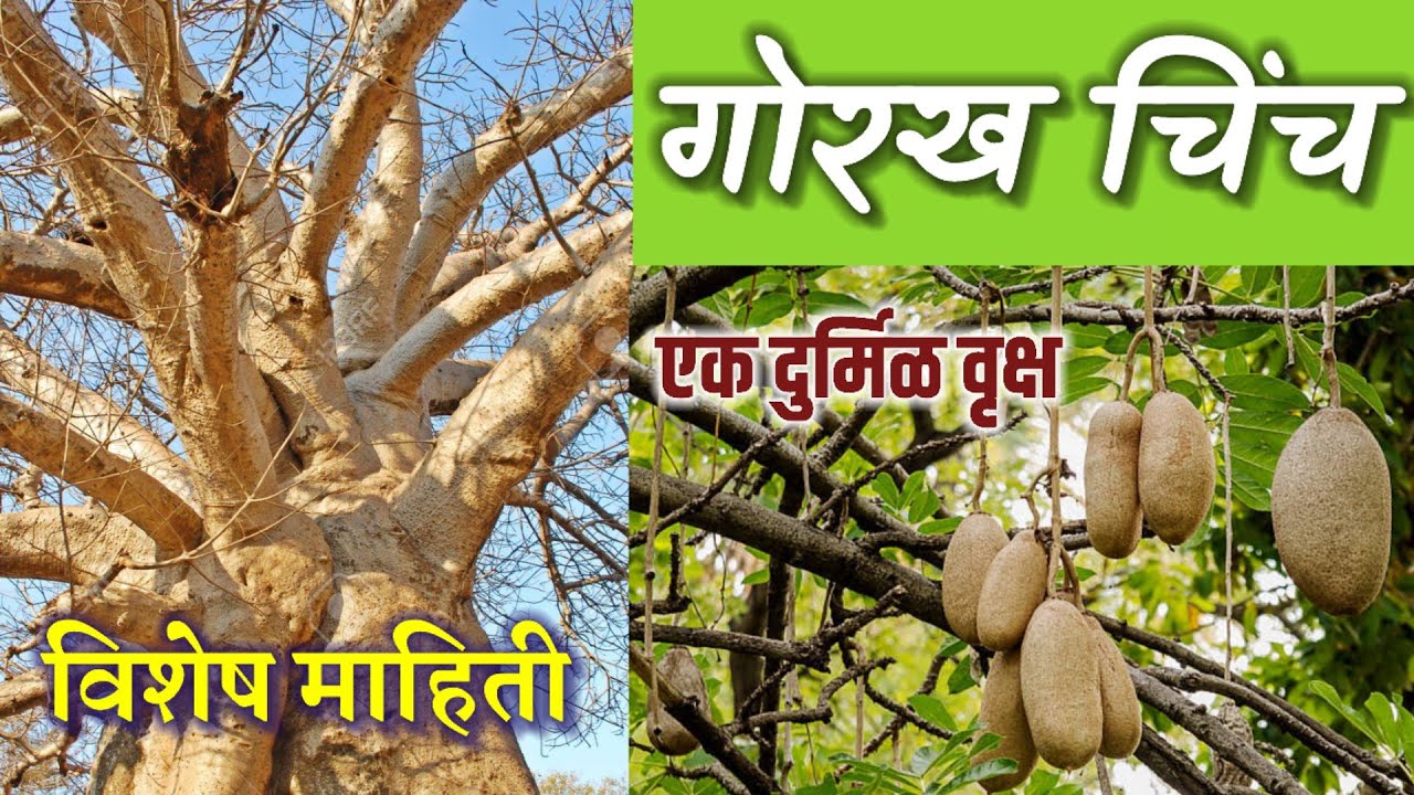 गोरख चिंच माहिती मराठी | gorakh chinch information in marathi - YouTube