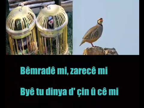 Zazaca Şiir (Helbesta Kirdkî), Zerenc (Keklik), #zazaca