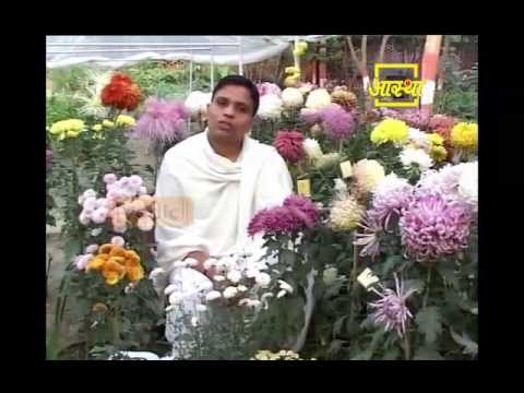 Ayurvedic use Chrysanthemum (Guldaudi) - YouTube
