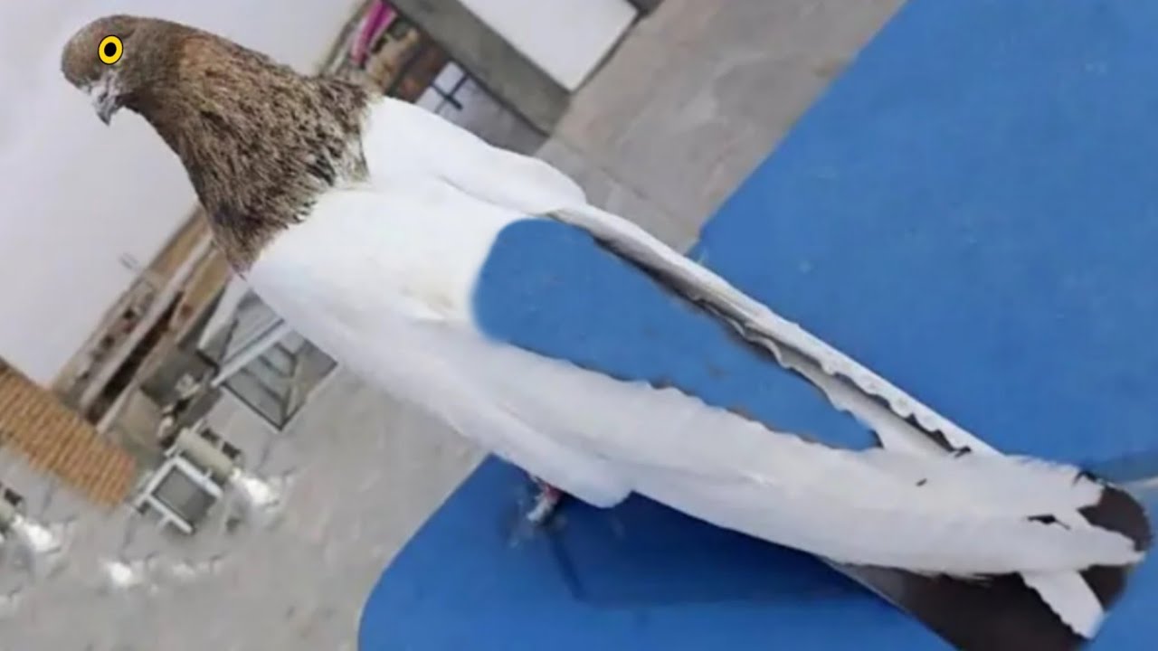 10 most beautiful fancy pigeons collection | Fancy pigeon loft ...